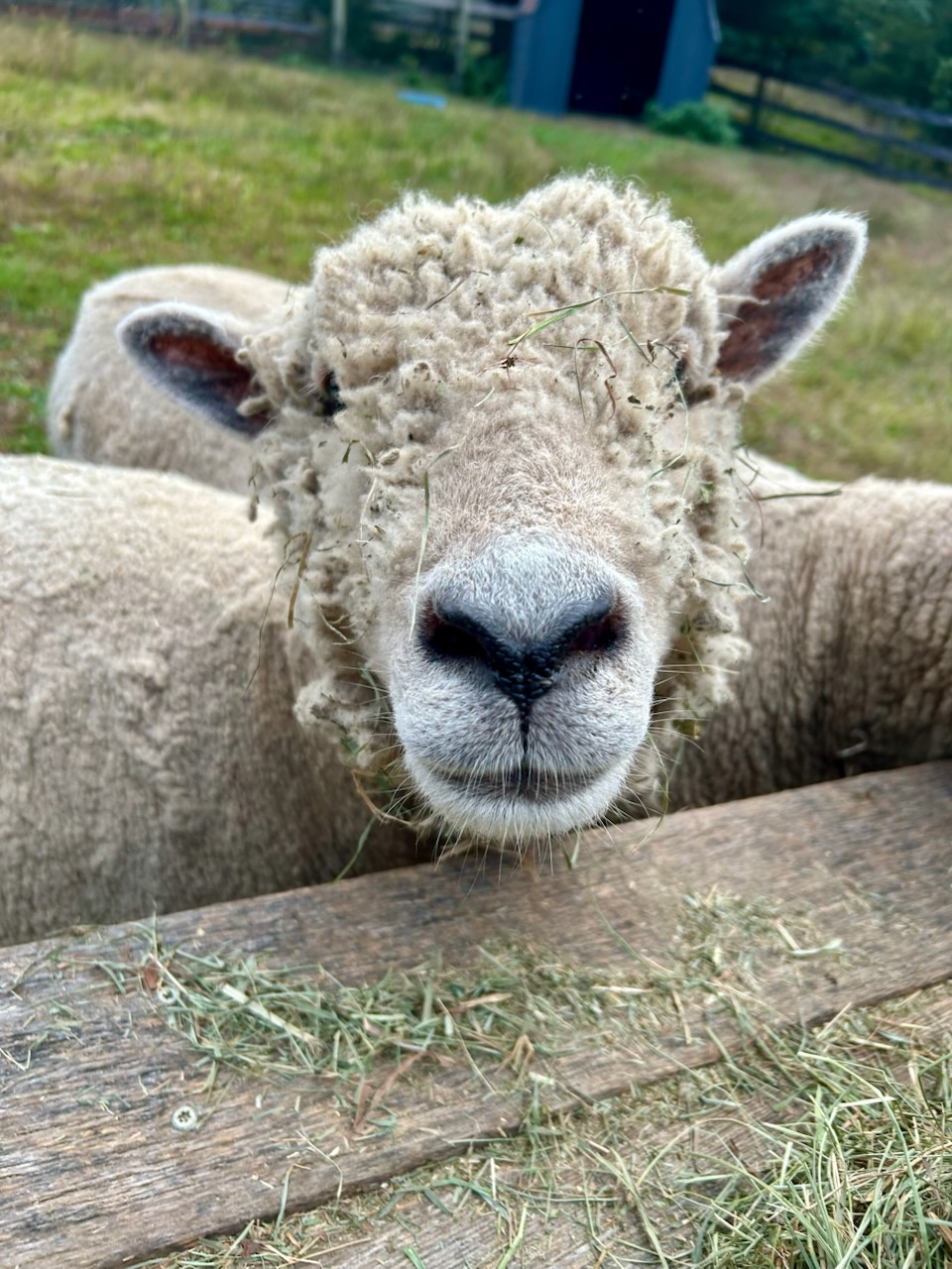 Grain Overload (aka Ruminal Acidosis) in Ruminants - Animal Care Explained